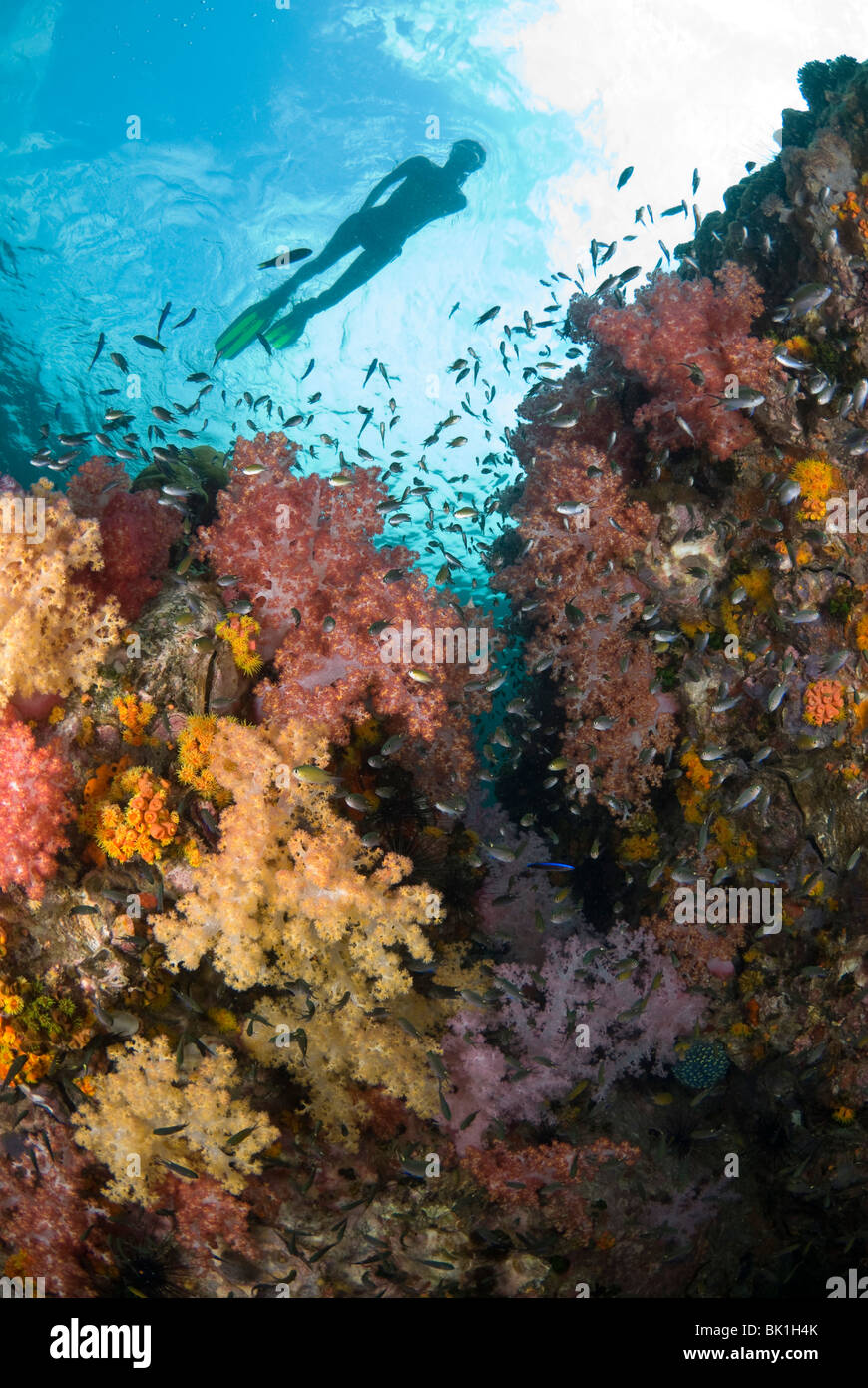 Andaman sea snorkeling hi-res stock photography and images - Alamy