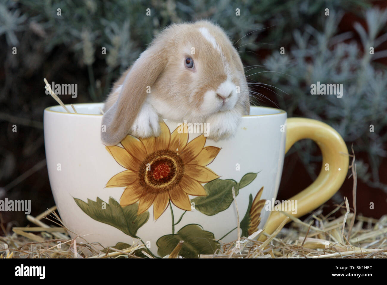 One eyed bunny hi-res stock photography and images - Alamy