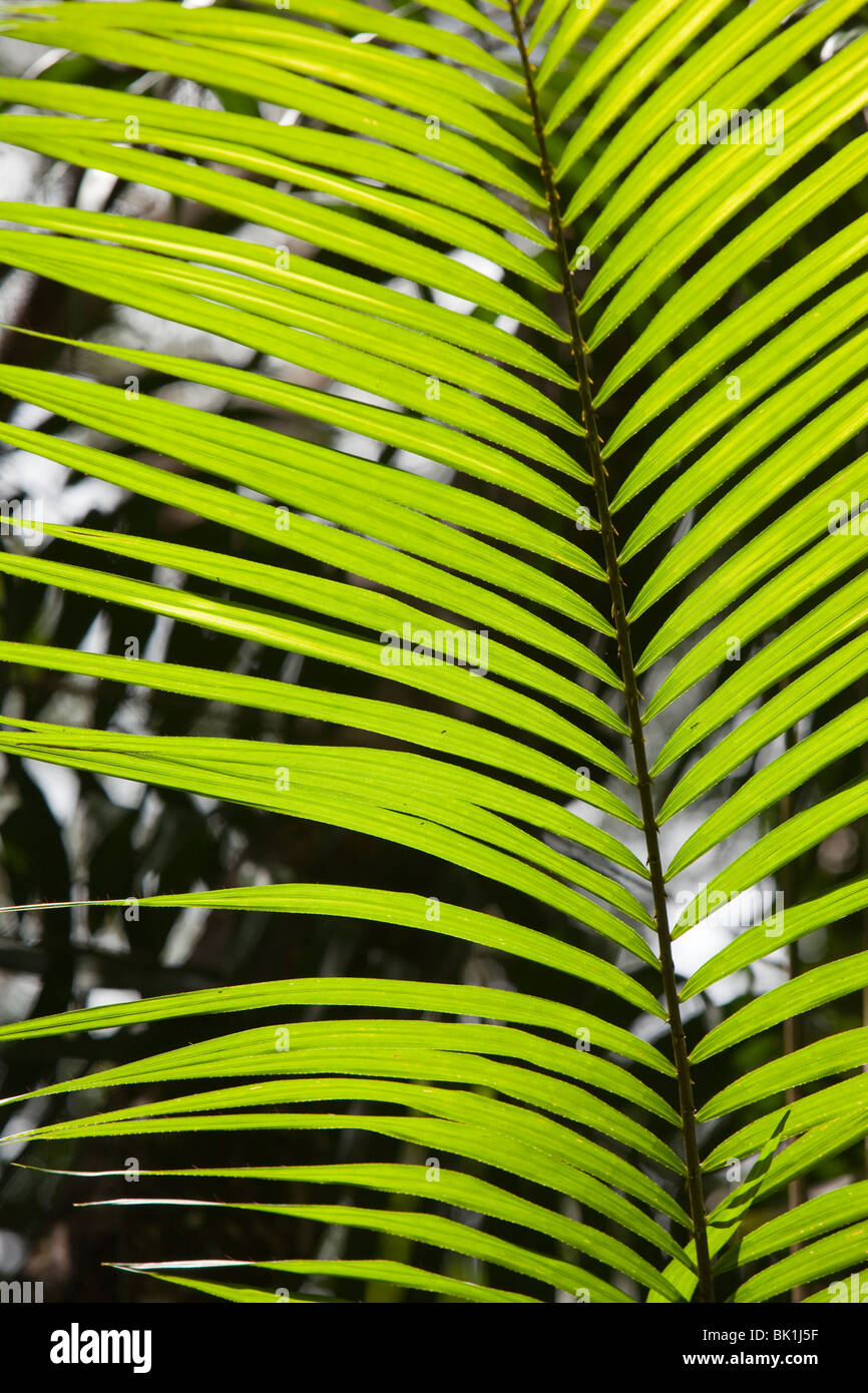 A tropical palm tree in the Daintree Rainforest, Queensland, Australia ...