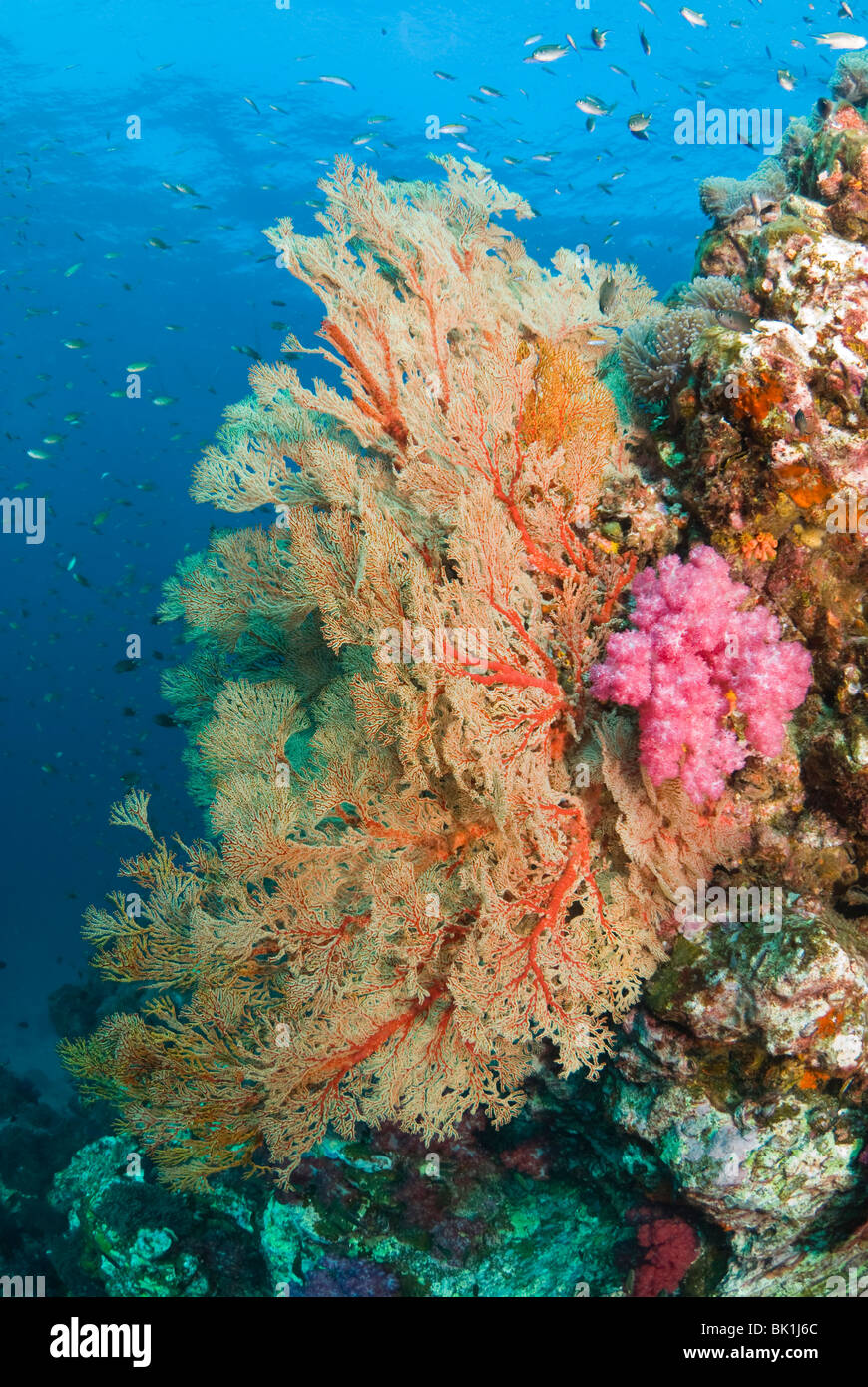 Coral patch, Andaman Sea, Richelieu rock Stock Photo - Alamy