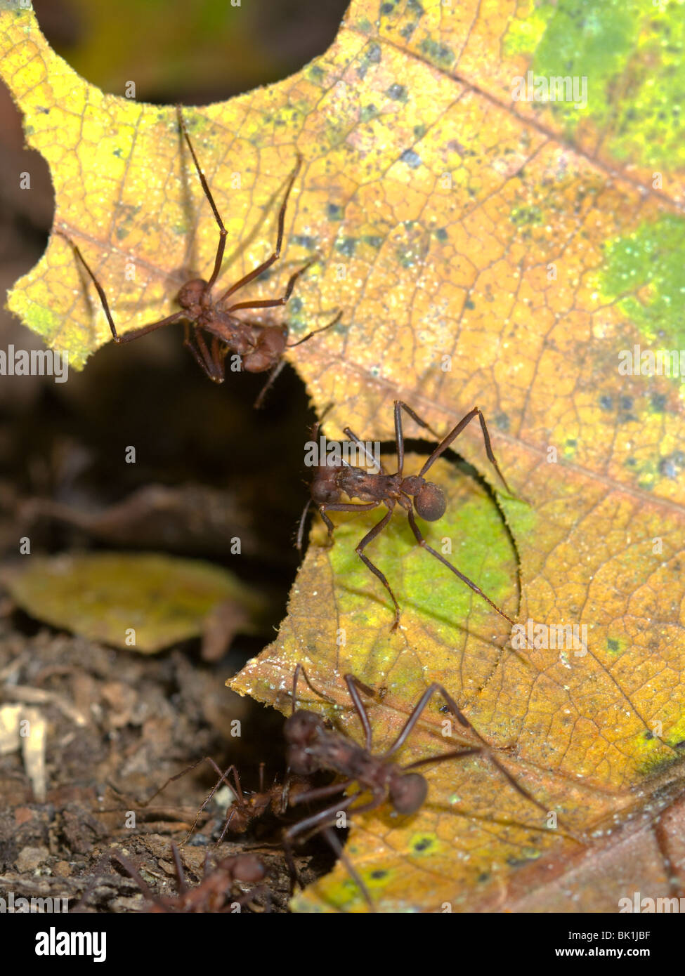 Insect insects wildlife panama hi-res stock photography and images - Alamy