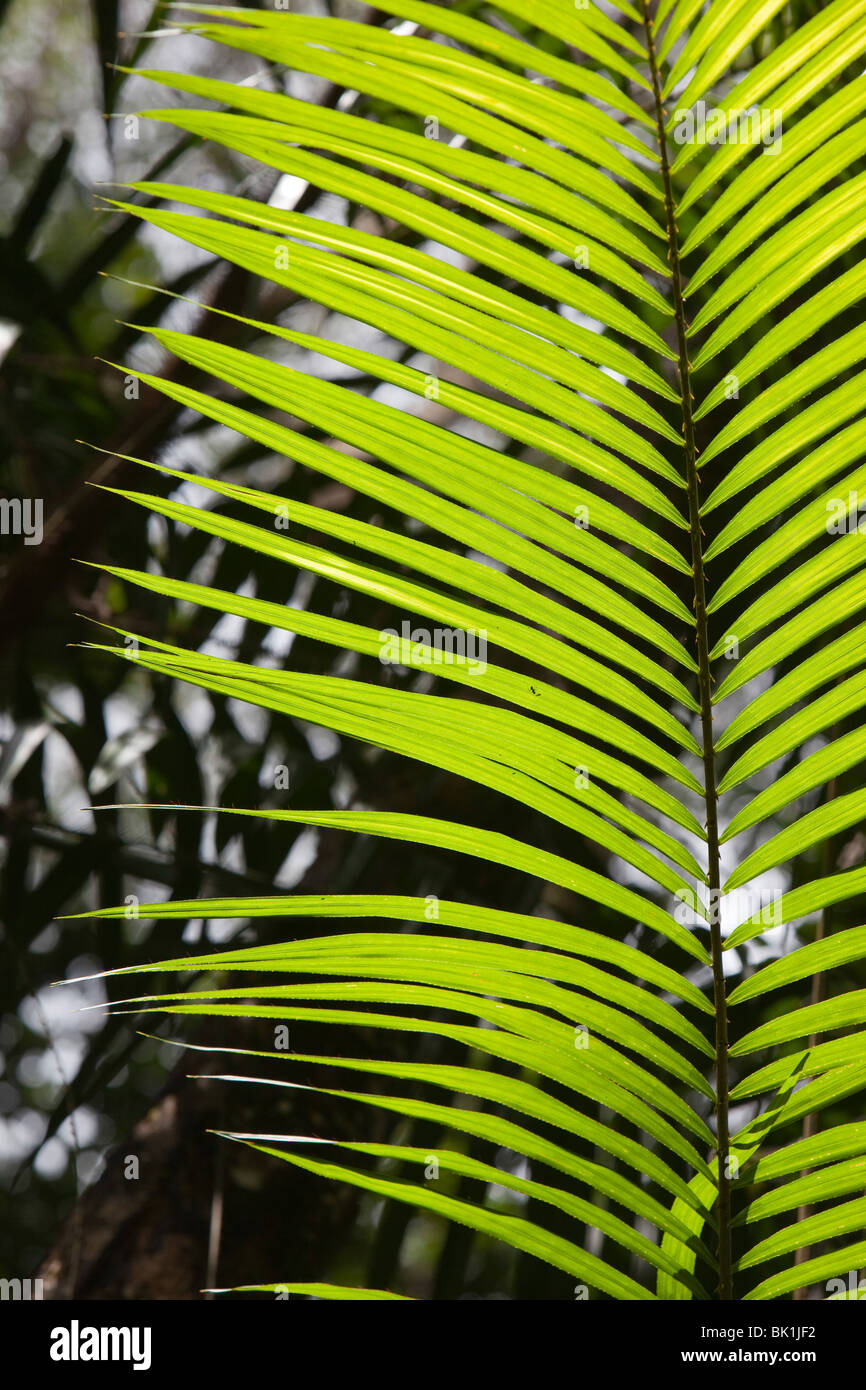 A tropical palm tree in the Daintree Rainforest, Queensland, Australia ...