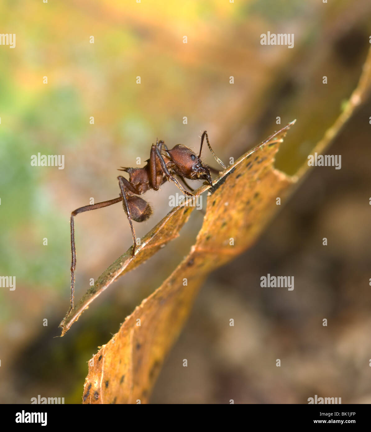Insect insects wildlife panama hi-res stock photography and images - Alamy