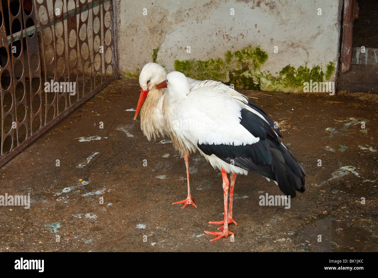 Couple of storks Stock Photo - Alamy