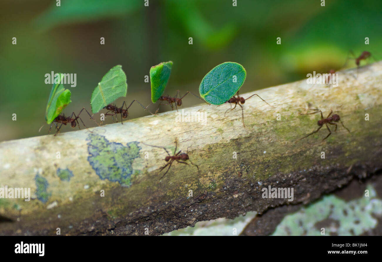 Leaf Cutter Ants carrying leaves, Soberania National Park, Panama Stock ...