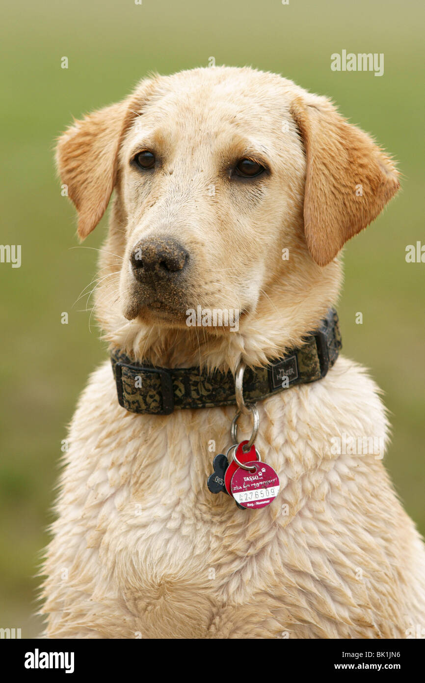 Labrador Retriever Portrait Stock Photo - Alamy