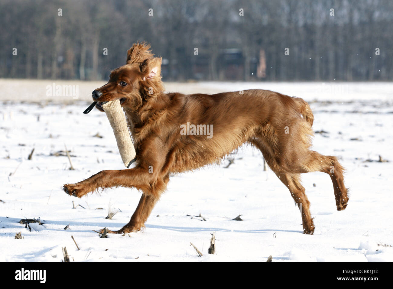 playing Irish Red Setter Stock Photo - Alamy
