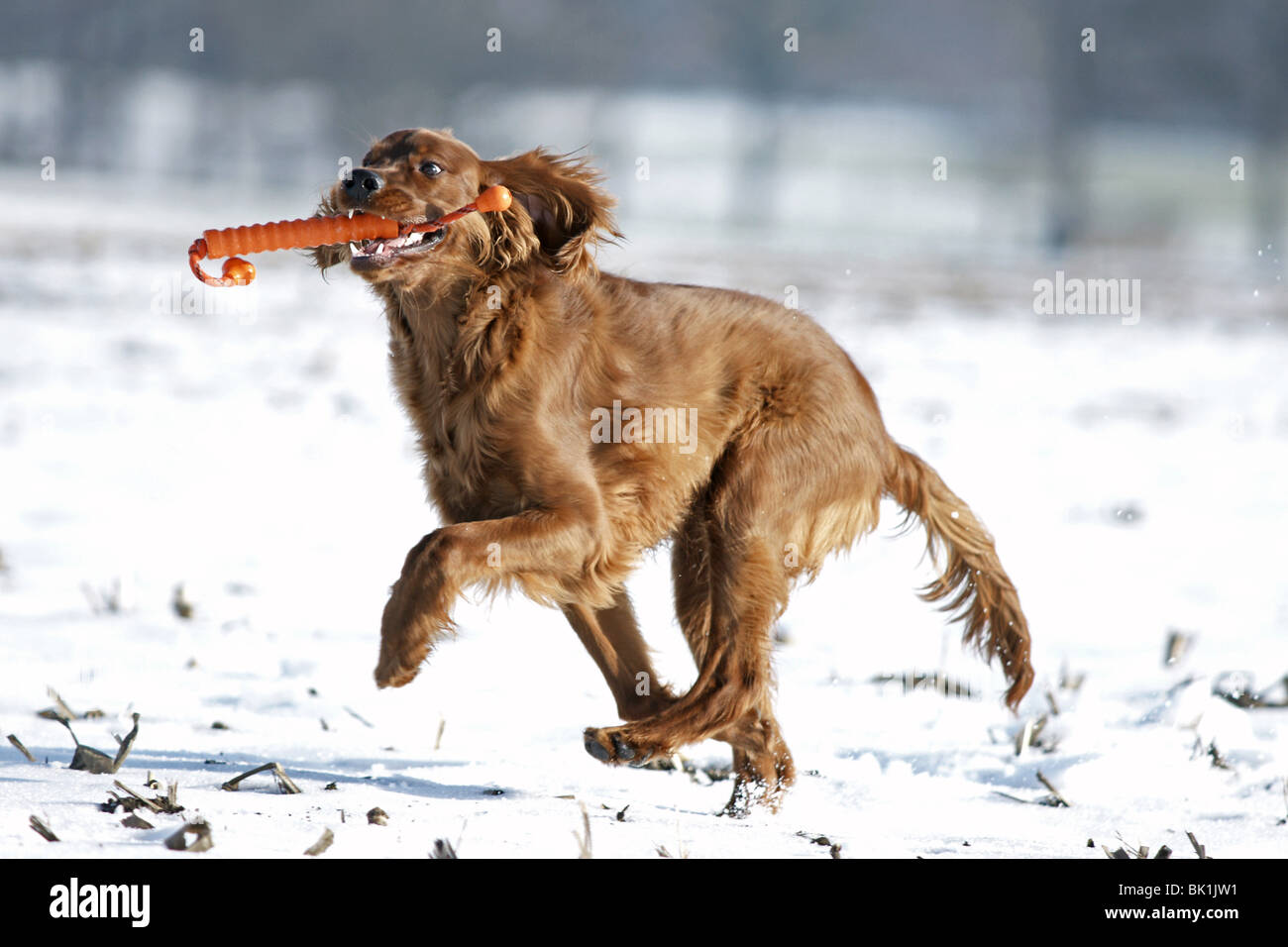 playing Irish Red Setter Stock Photo - Alamy