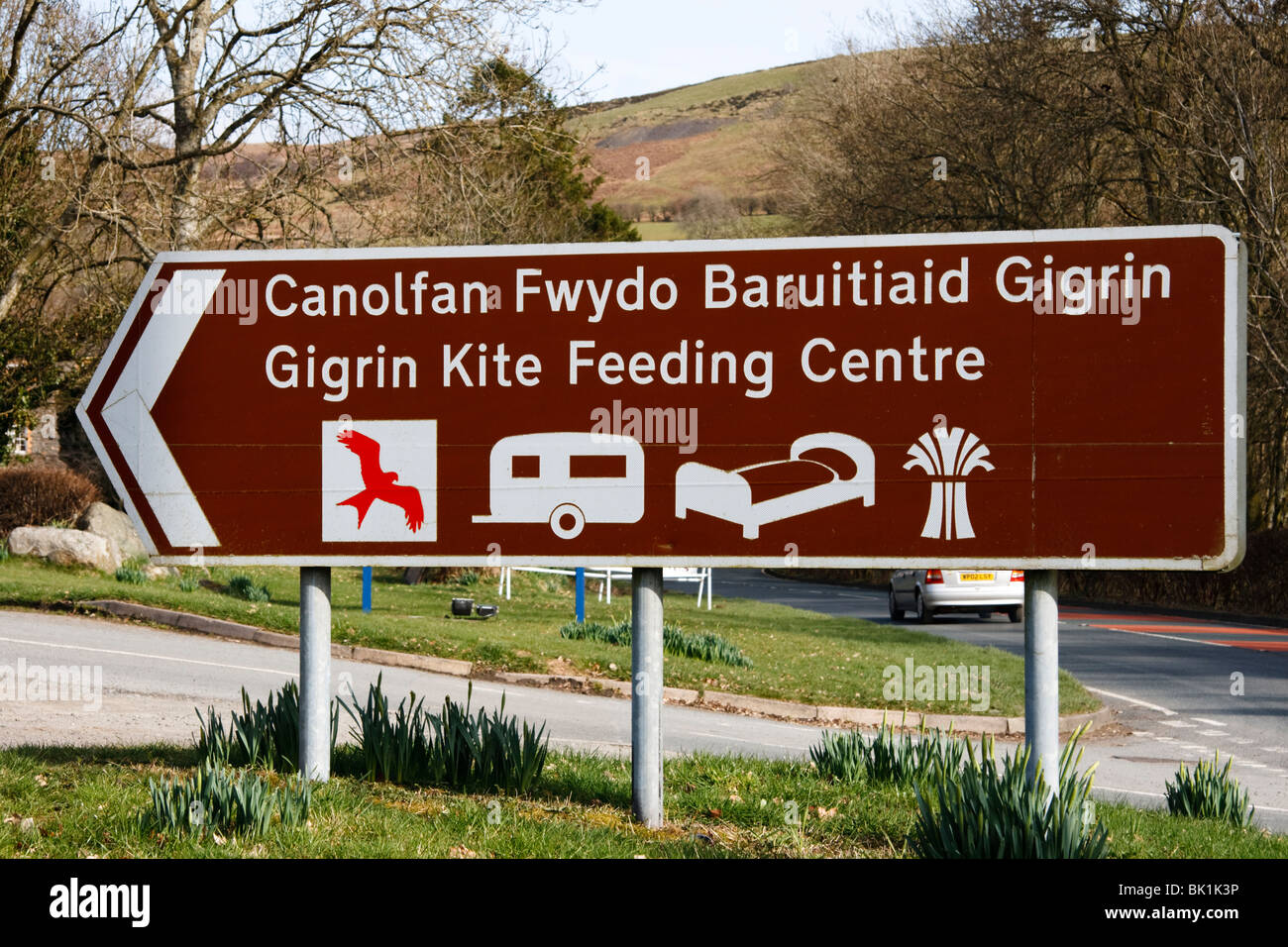 Gigrin Farm kite feeding centre, Mid Wales Stock Photo - Alamy