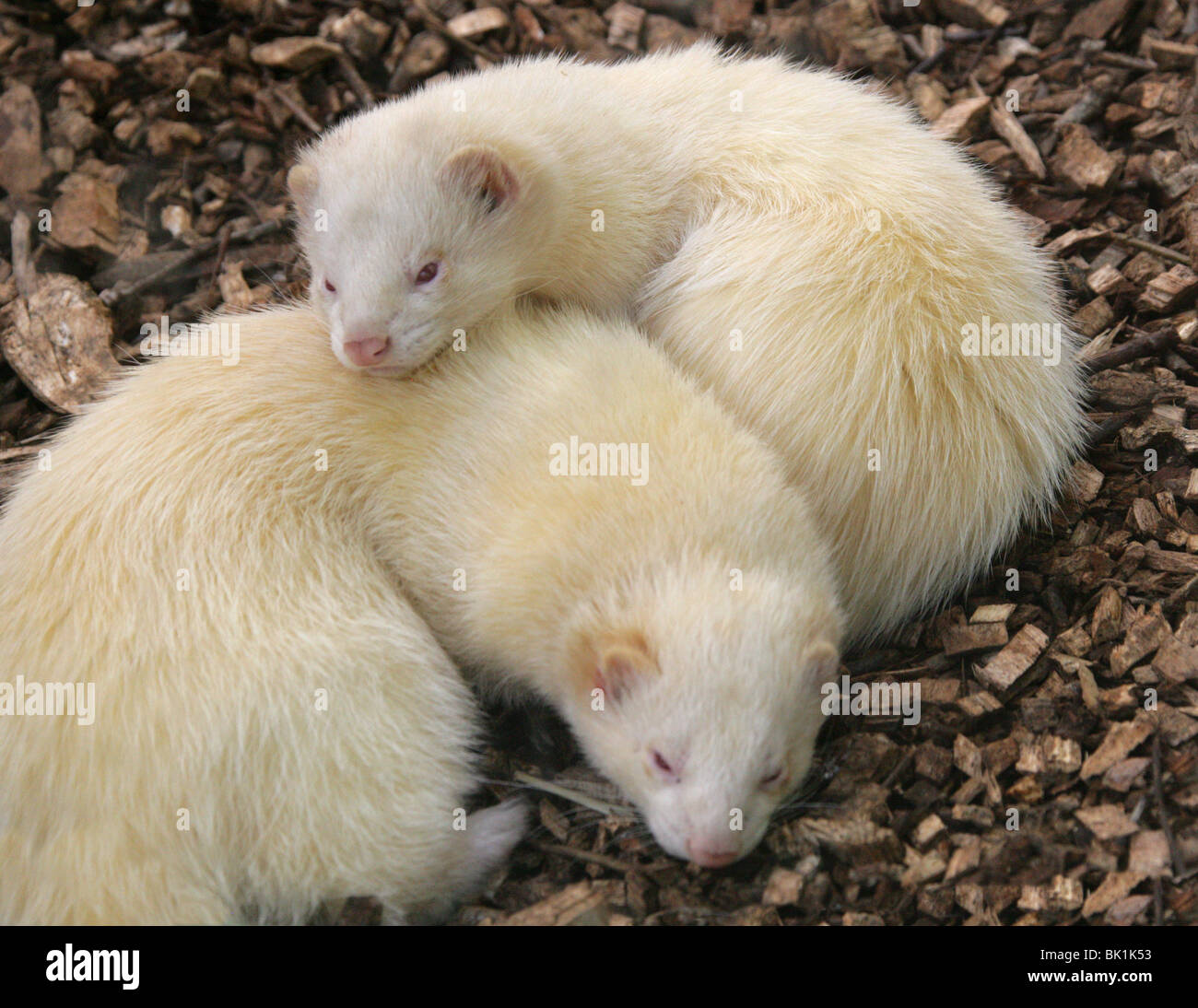Domestic Ferrets, Mustela putorius furo, Mustelidae Stock Photo - Alamy