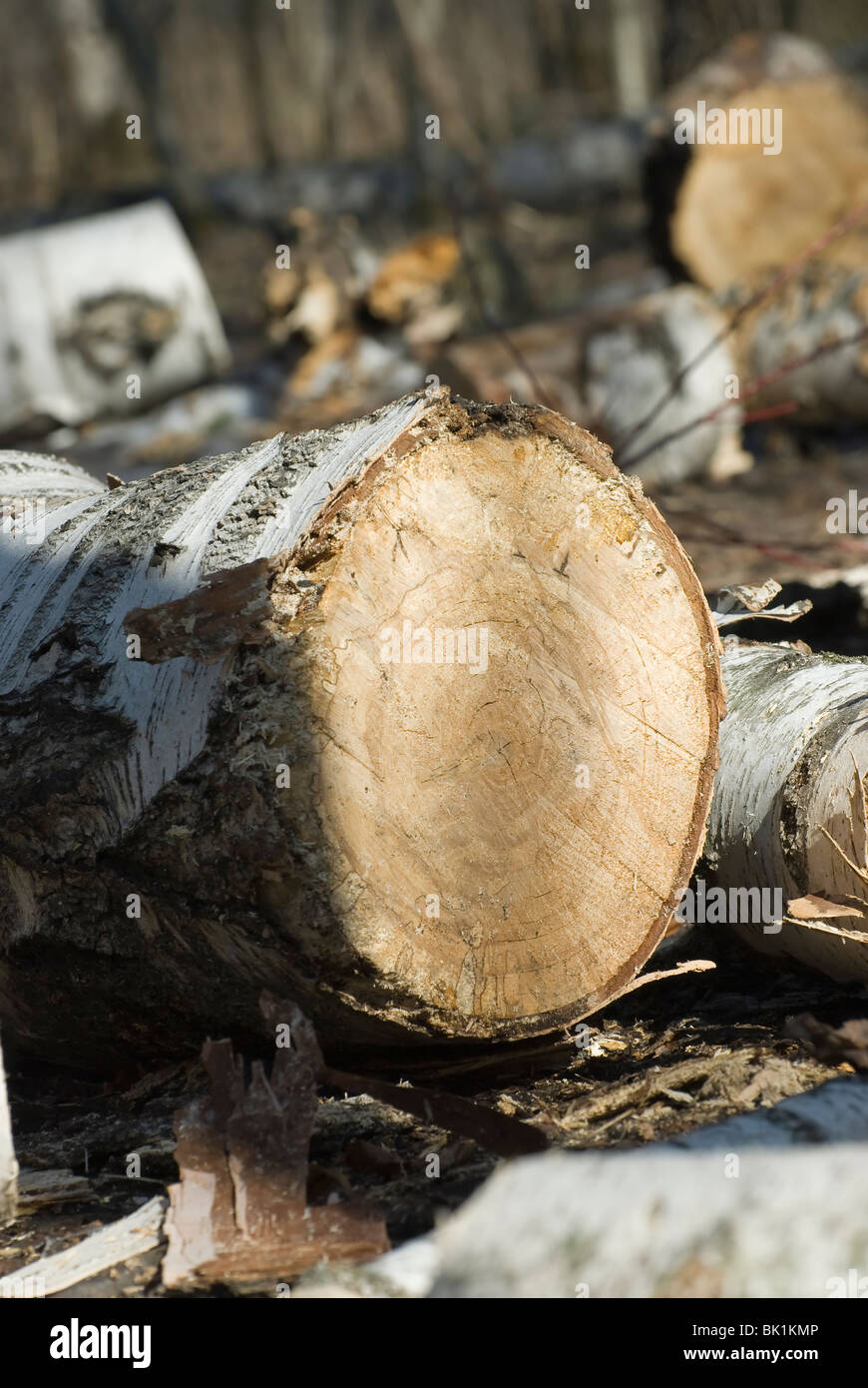 Logs of the cut tree Stock Photo - Alamy