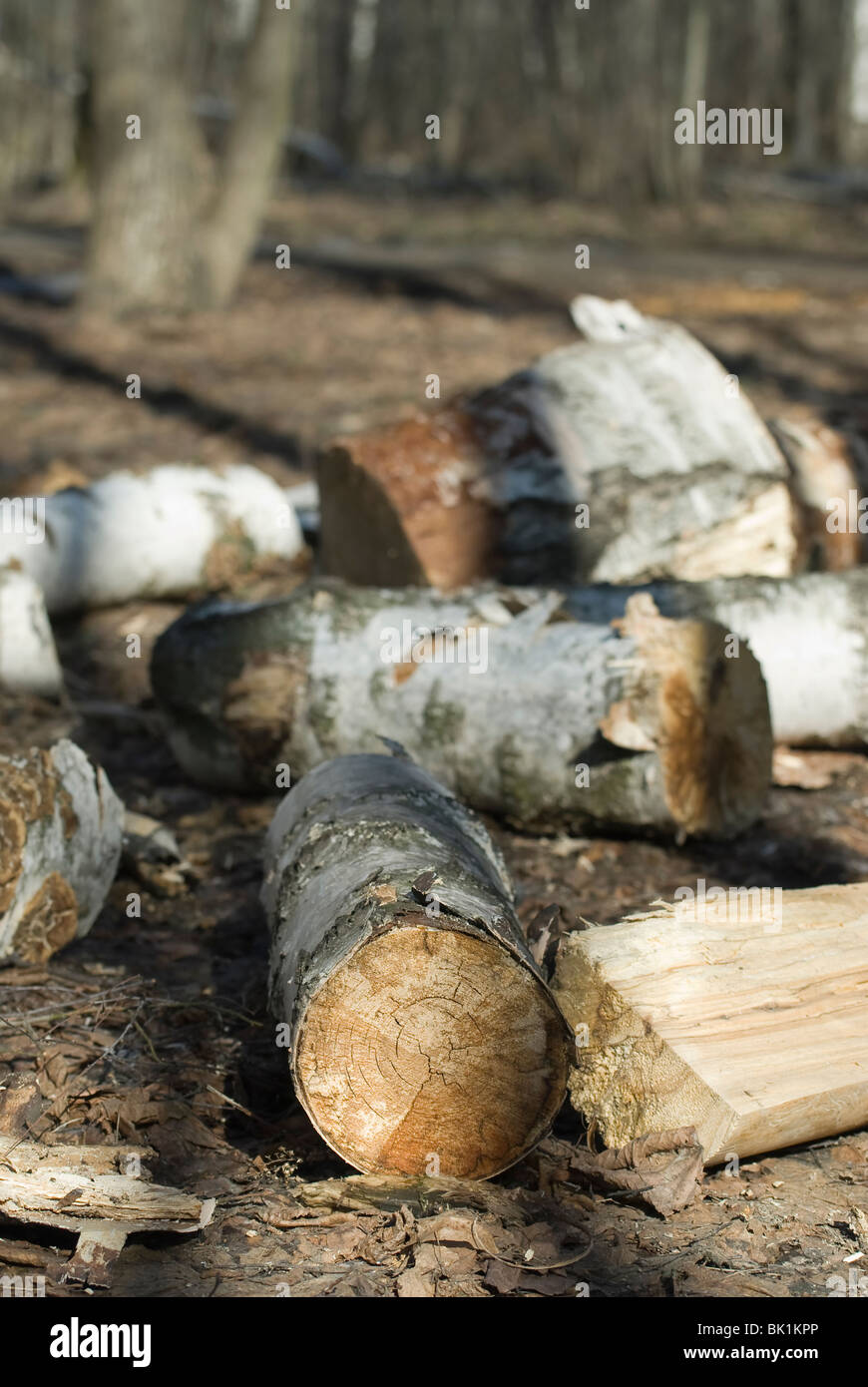 Logs of the cut birch tree Stock Photo - Alamy
