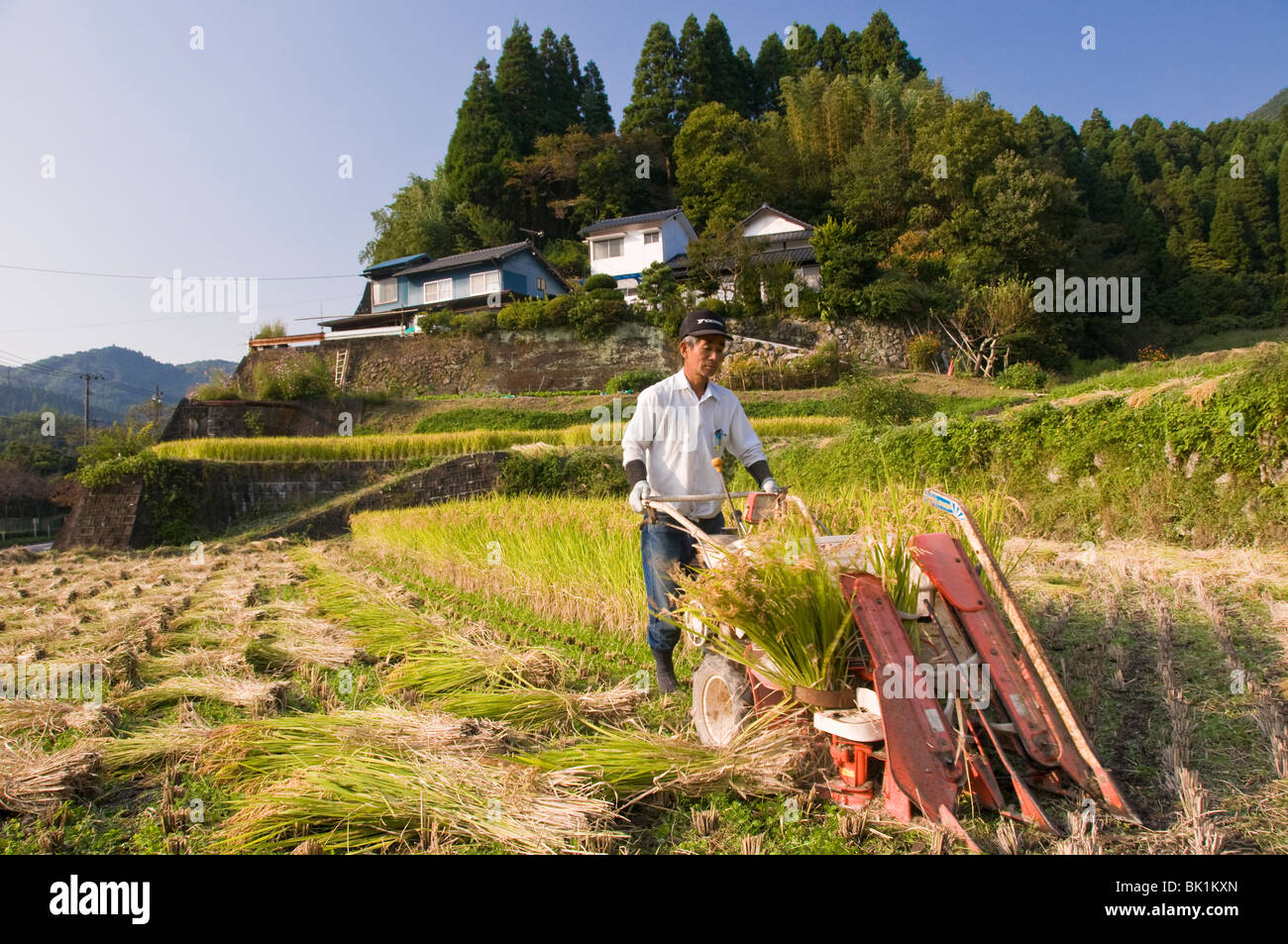 Man harvesting rice by machine in small terraced rice fields near Oita ...