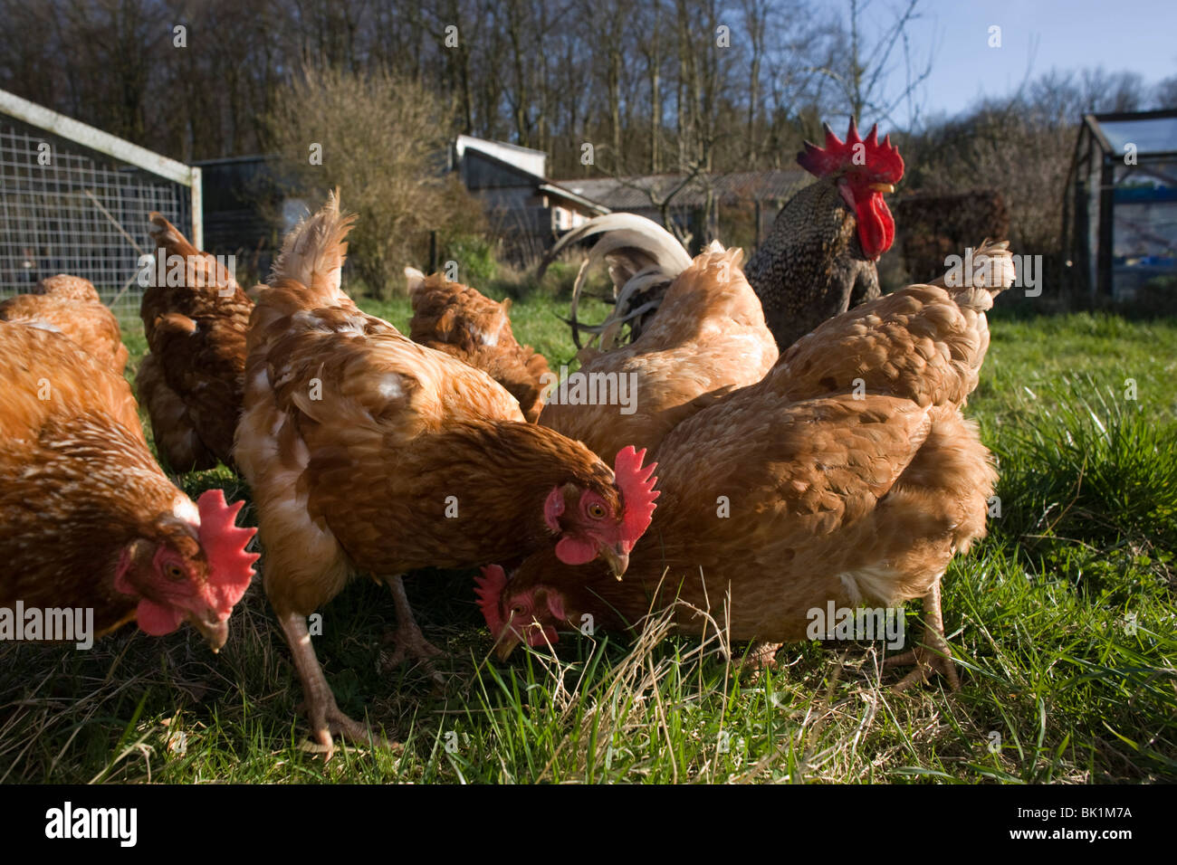 Free range hen chickens roam in a green field belonging to a ...