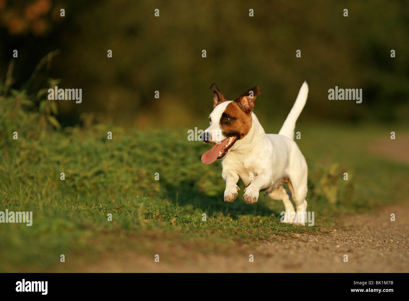 running Jack Russell Terrier Stock Photo - Alamy