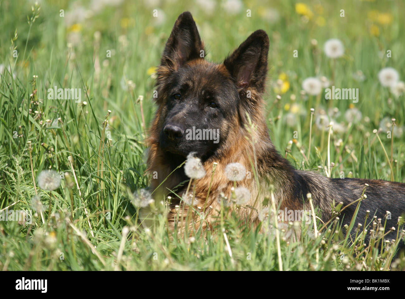 Old German Shepherd Stock Photo - Alamy