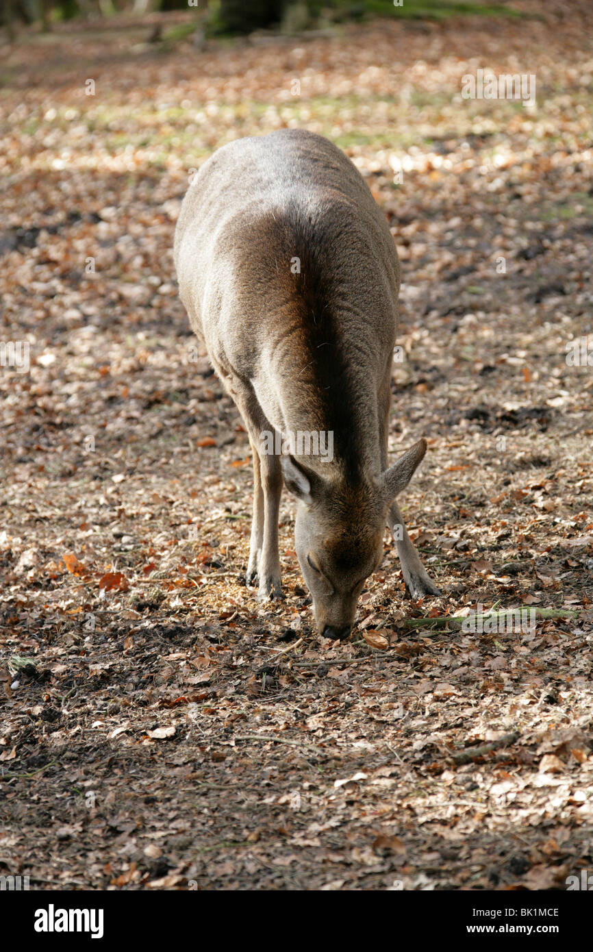 Sika Deer, Cervus nippon nippon, Cervidae. Female, Doe Stock Photo - Alamy