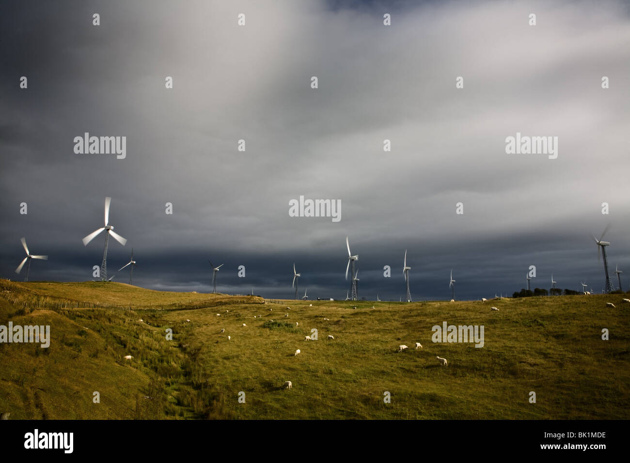 Wind farm and sheep. New Zealand Stock Photo - Alamy