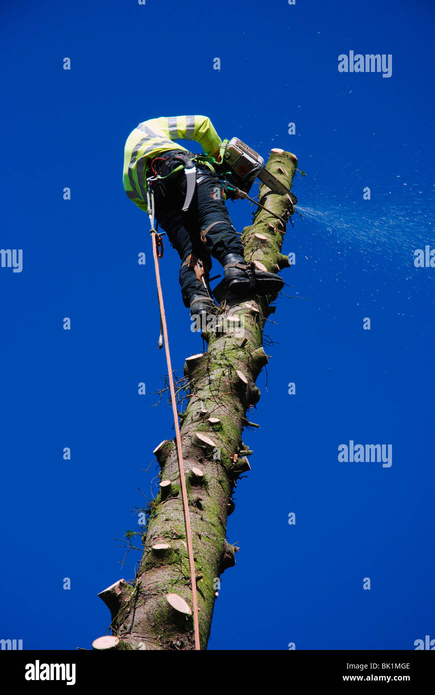 Overhead tree hi-res stock photography and images - Alamy
