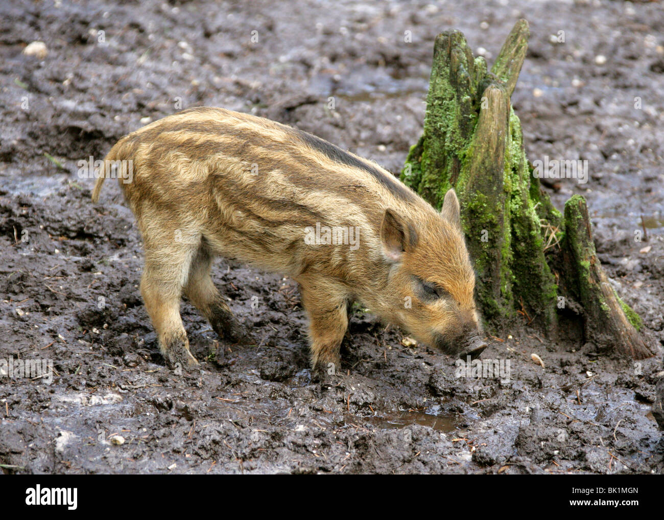 Piglet beige hi-res stock photography and images - Alamy