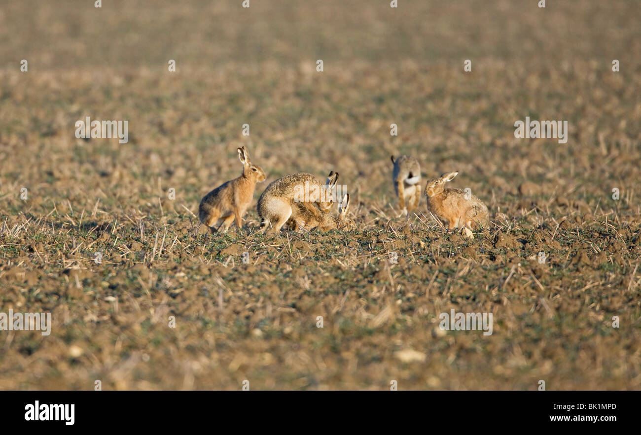 Hares in mating hi-res stock photography and images - Alamy