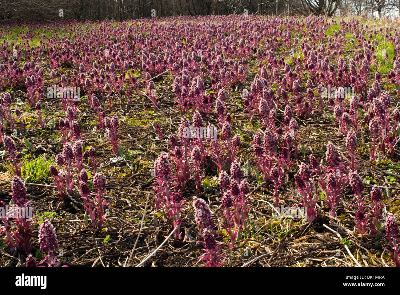 Butterbur flowers hi-res stock photography and images - Alamy