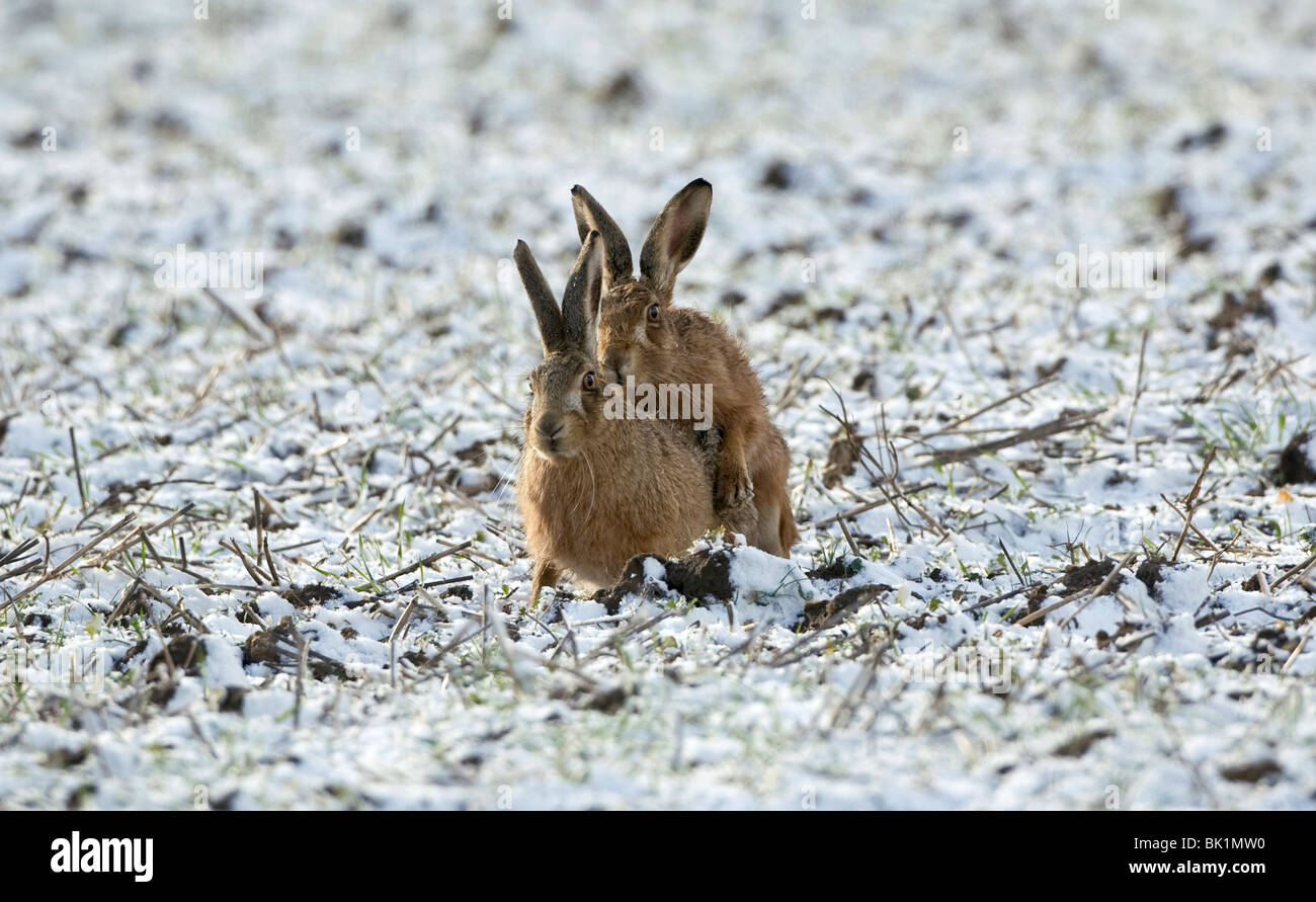 Hares in mating hi-res stock photography and images - Alamy