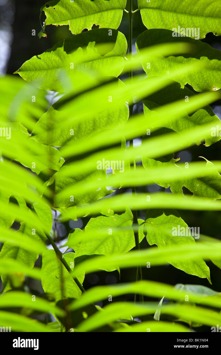 Palm in daintree rainforest in hi-res stock photography and images - Alamy