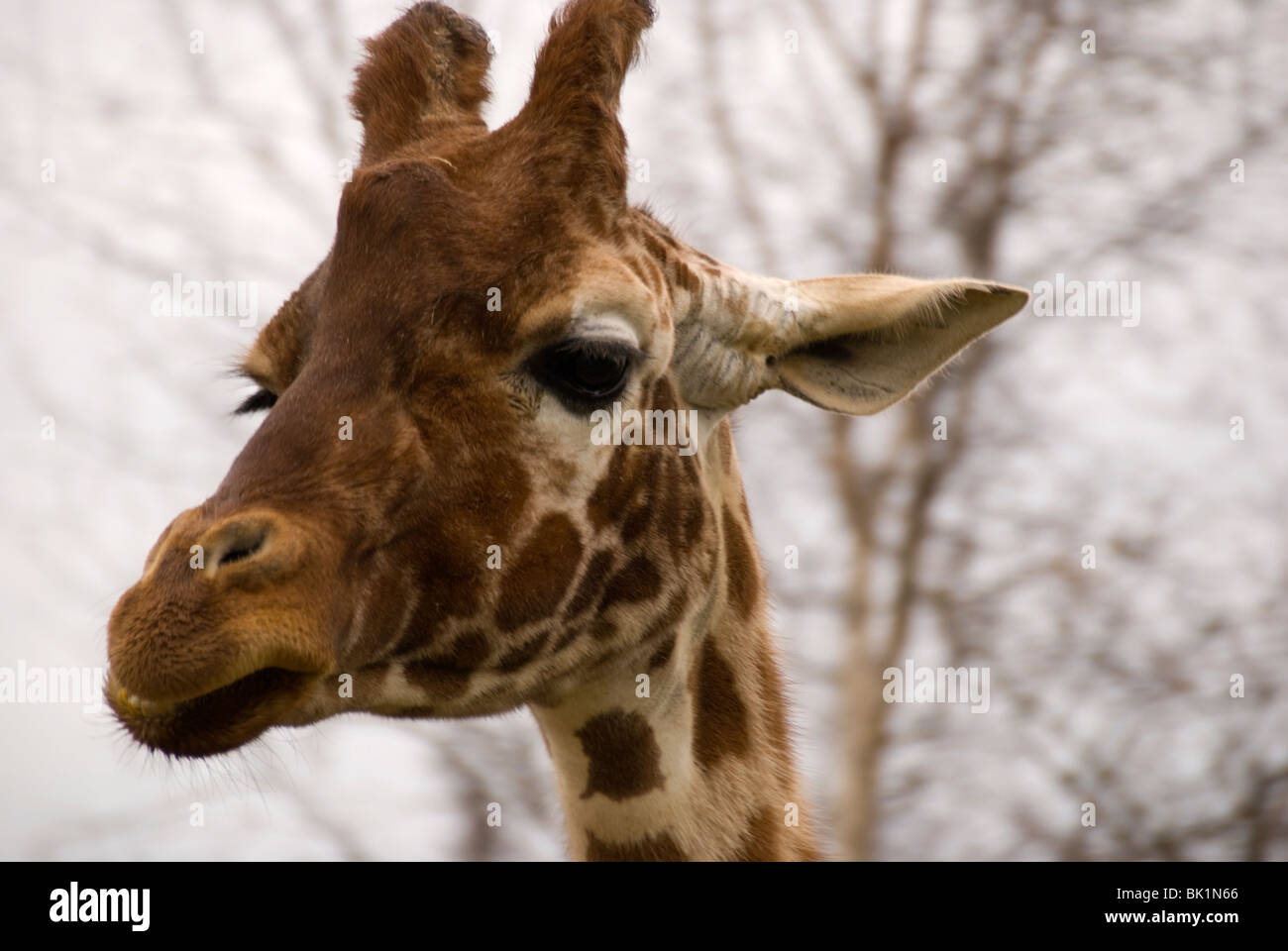 Giraffe in captivity hi-res stock photography and images - Alamy