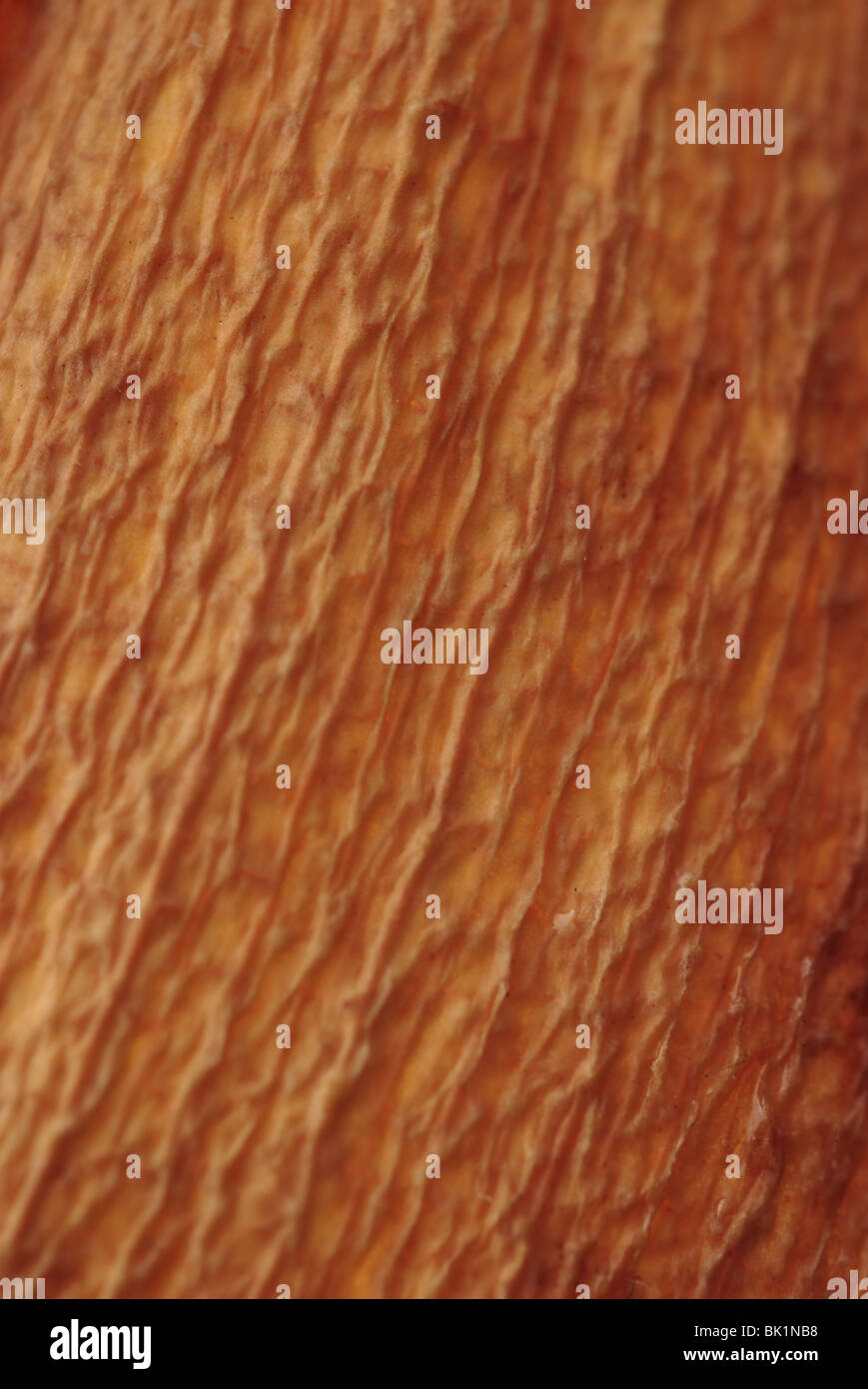 Onion shell background macro Stock Photo - Alamy