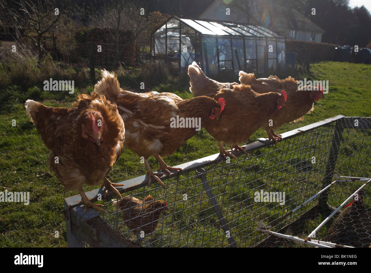 Free range hen chickens roam in a green field belonging to a ...