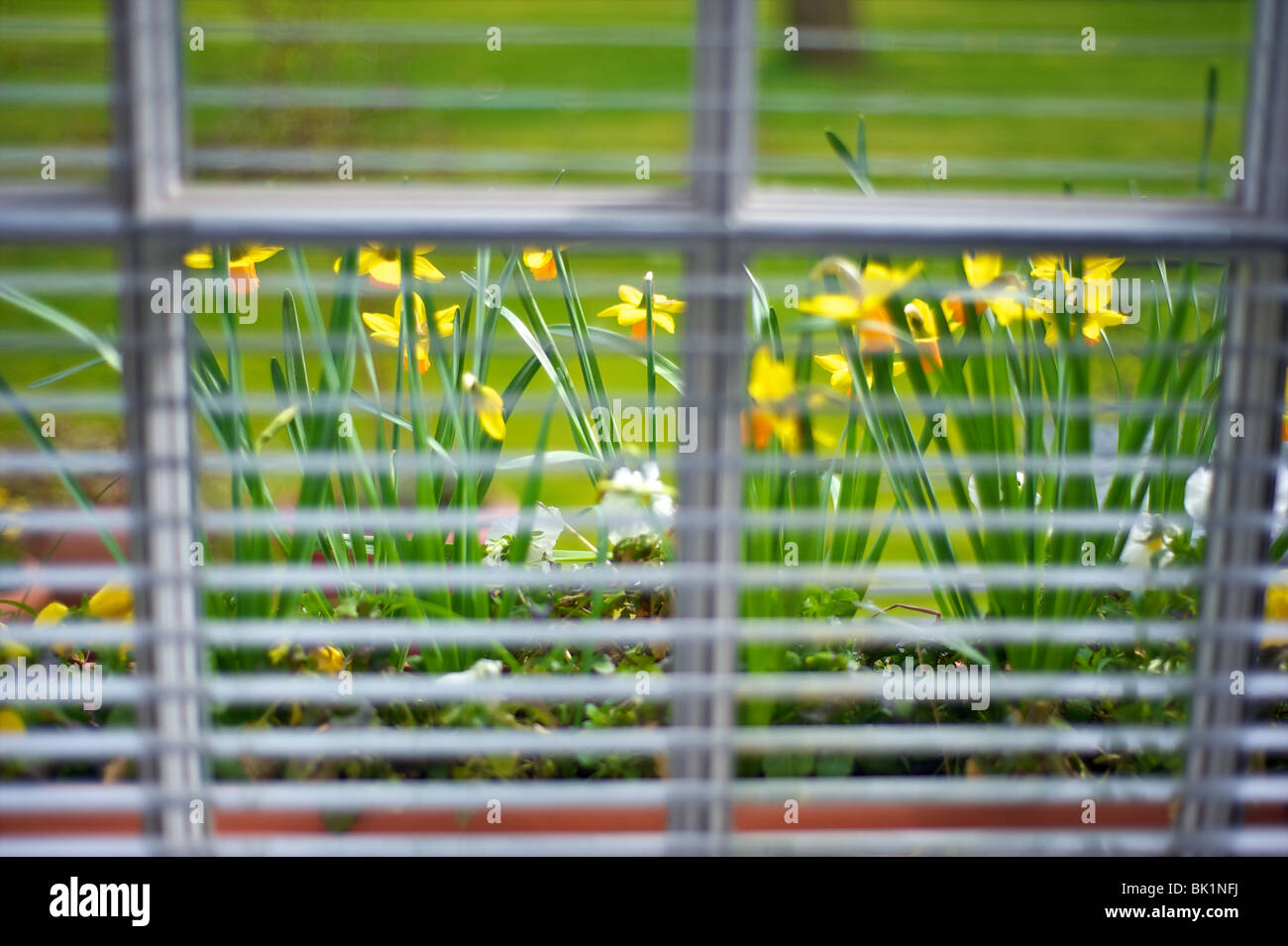 Yellow flowers in window box hi-res stock photography and images - Alamy