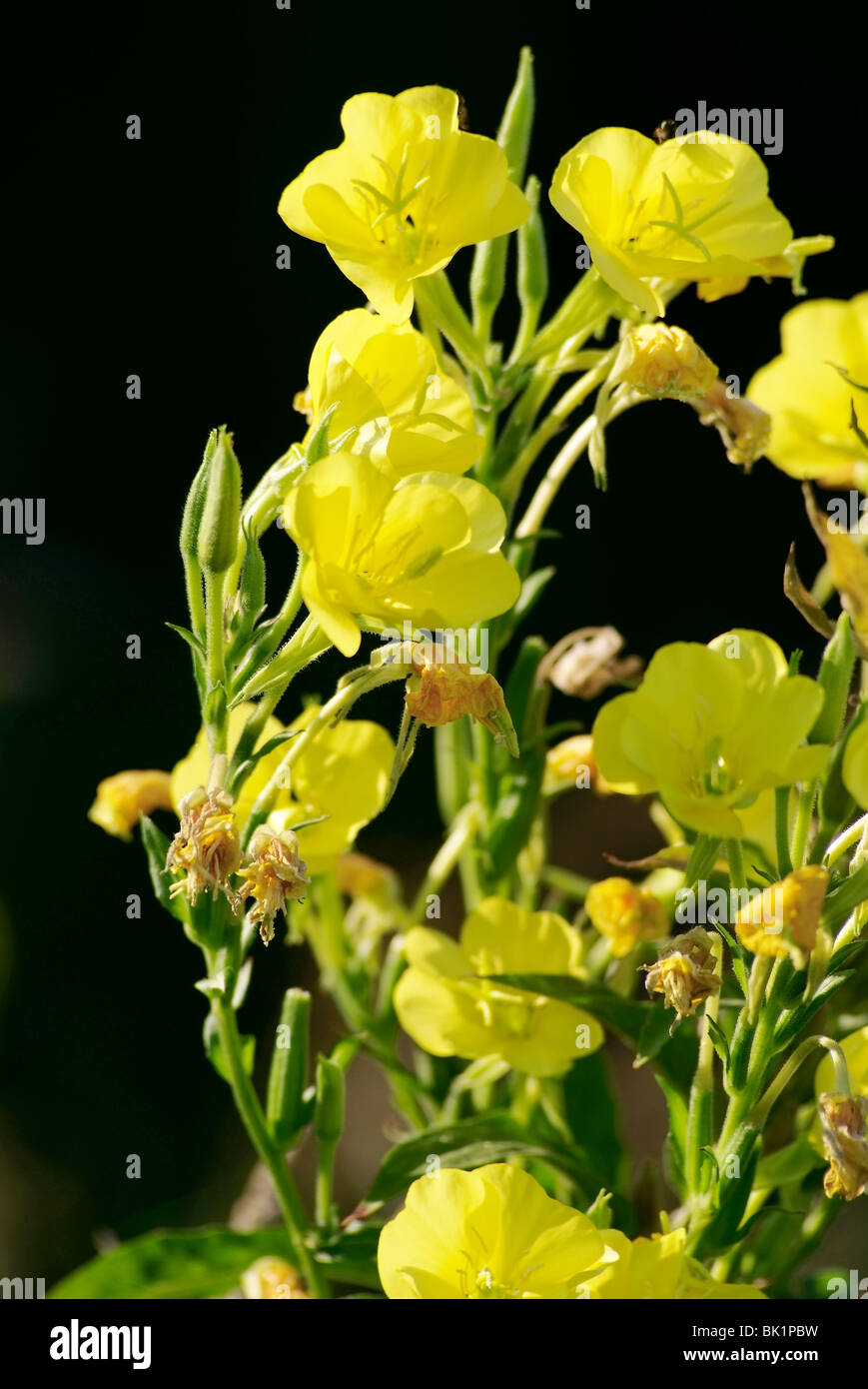 Linum flavum hi-res stock photography and images - Alamy