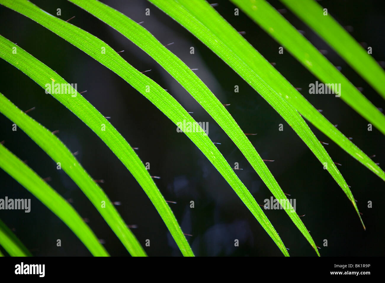 A tropical palm tree in the Daintree Rainforest, Queensland, Australia ...