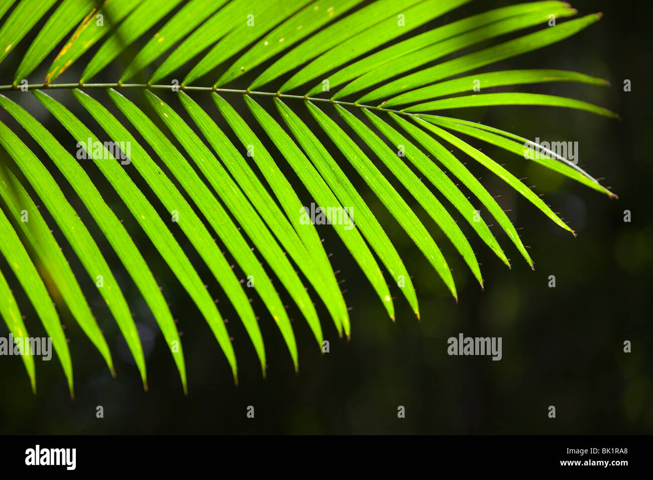 A tropical palm tree in the Daintree Rainforest, Queensland, Australia ...