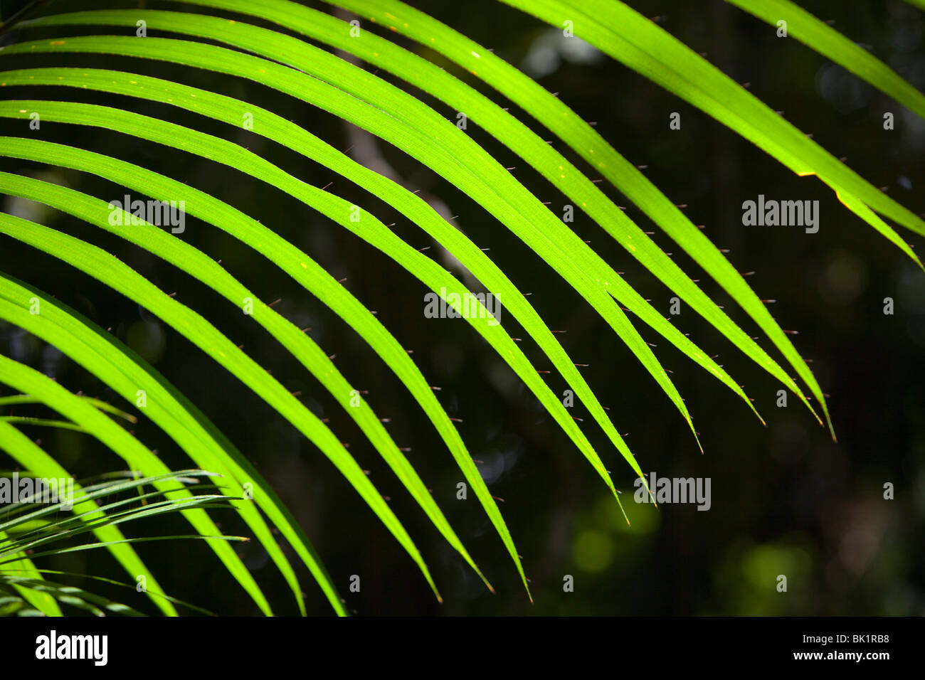 A tropical palm tree in the Daintree Rainforest, Queensland, Australia ...