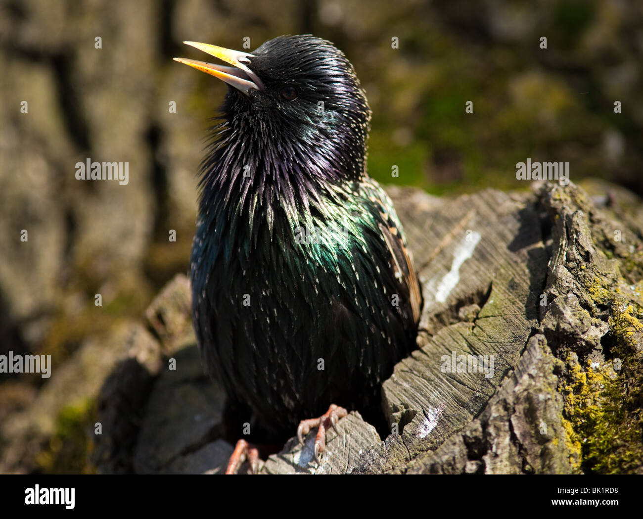 Male common starling bird sturnus hi-res stock photography and images ...