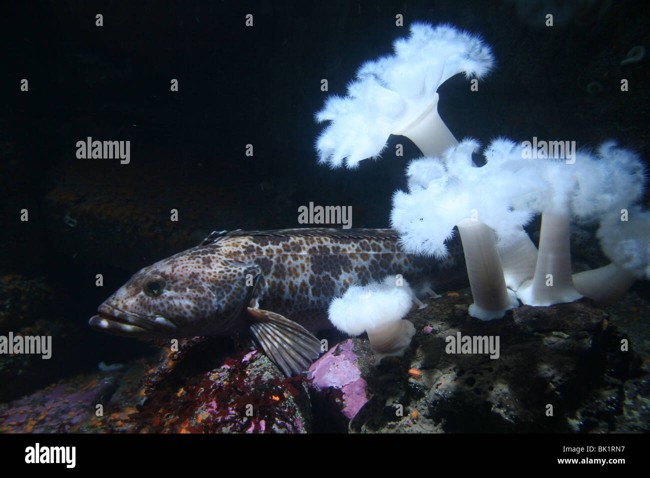 Giant white plumed anemone hi-res stock photography and images - Alamy