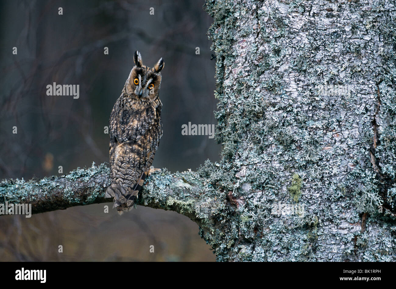 Long Eared Owl Stock Photo - Alamy