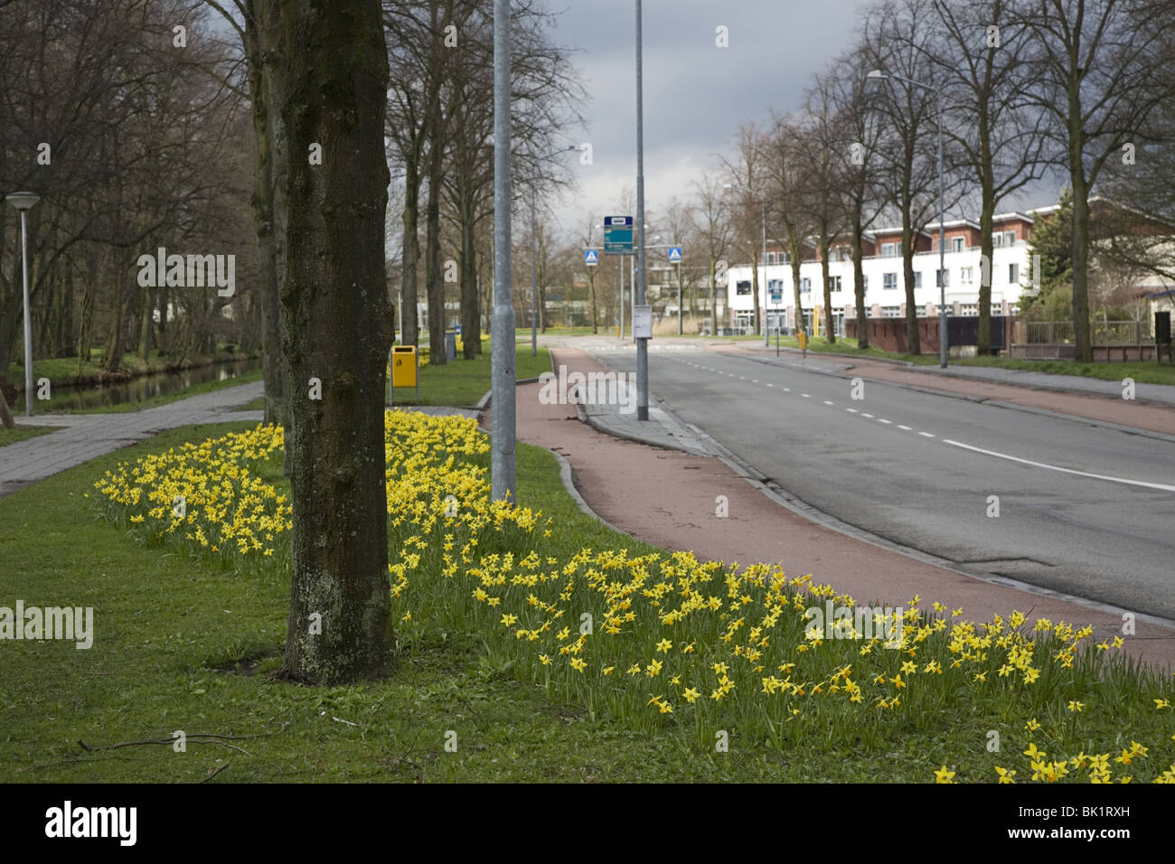 Roadside with blooming daffodils, Alblasserdam, South-Holland ...