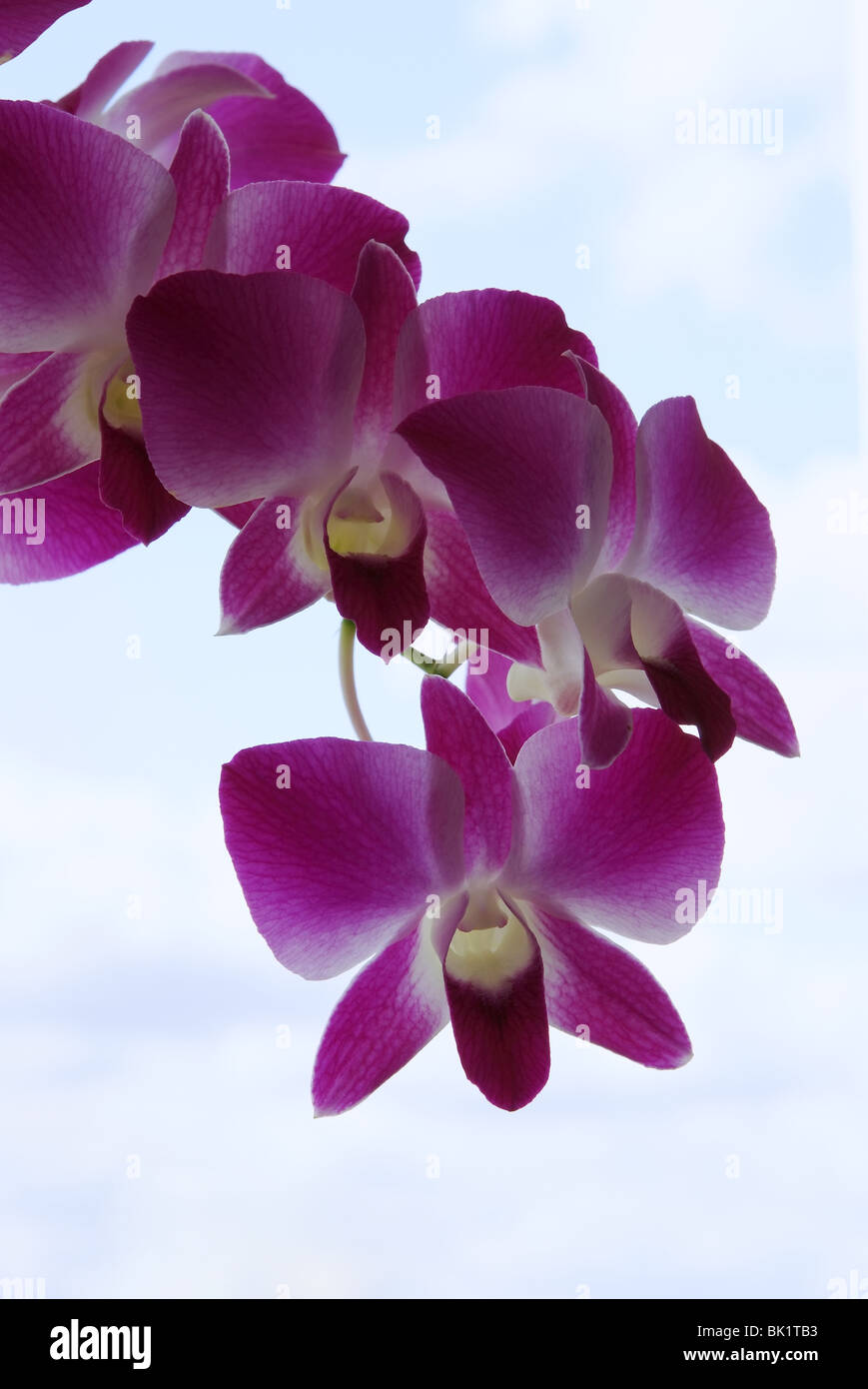 Pink orchids on sky blue background with clouds Stock Photo - Alamy