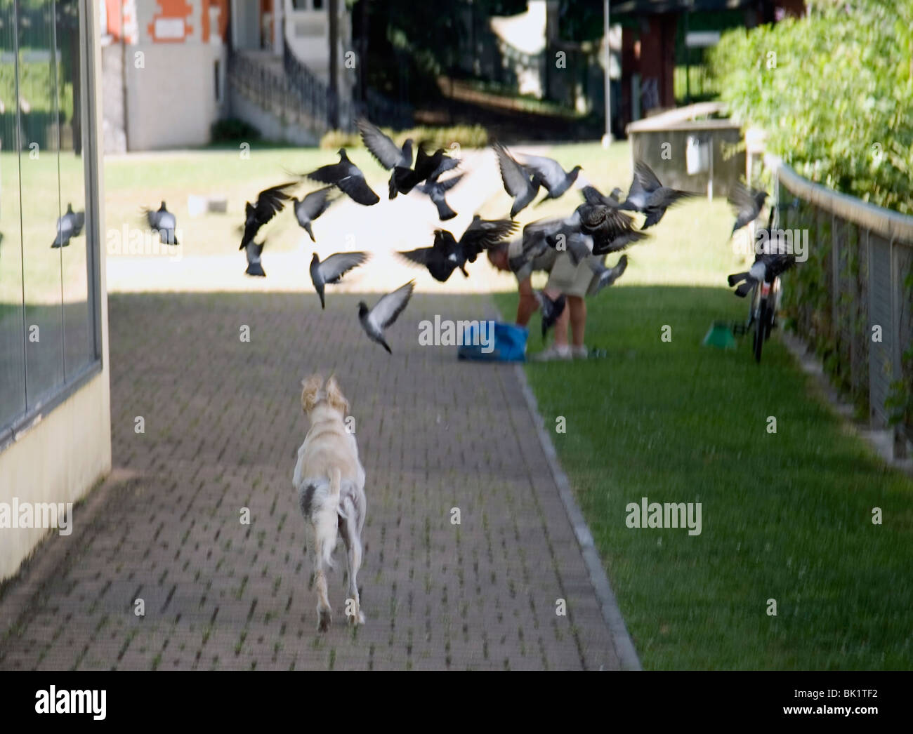 The Pigeon Hunter High Resolution Stock Photography and Images - Alamy