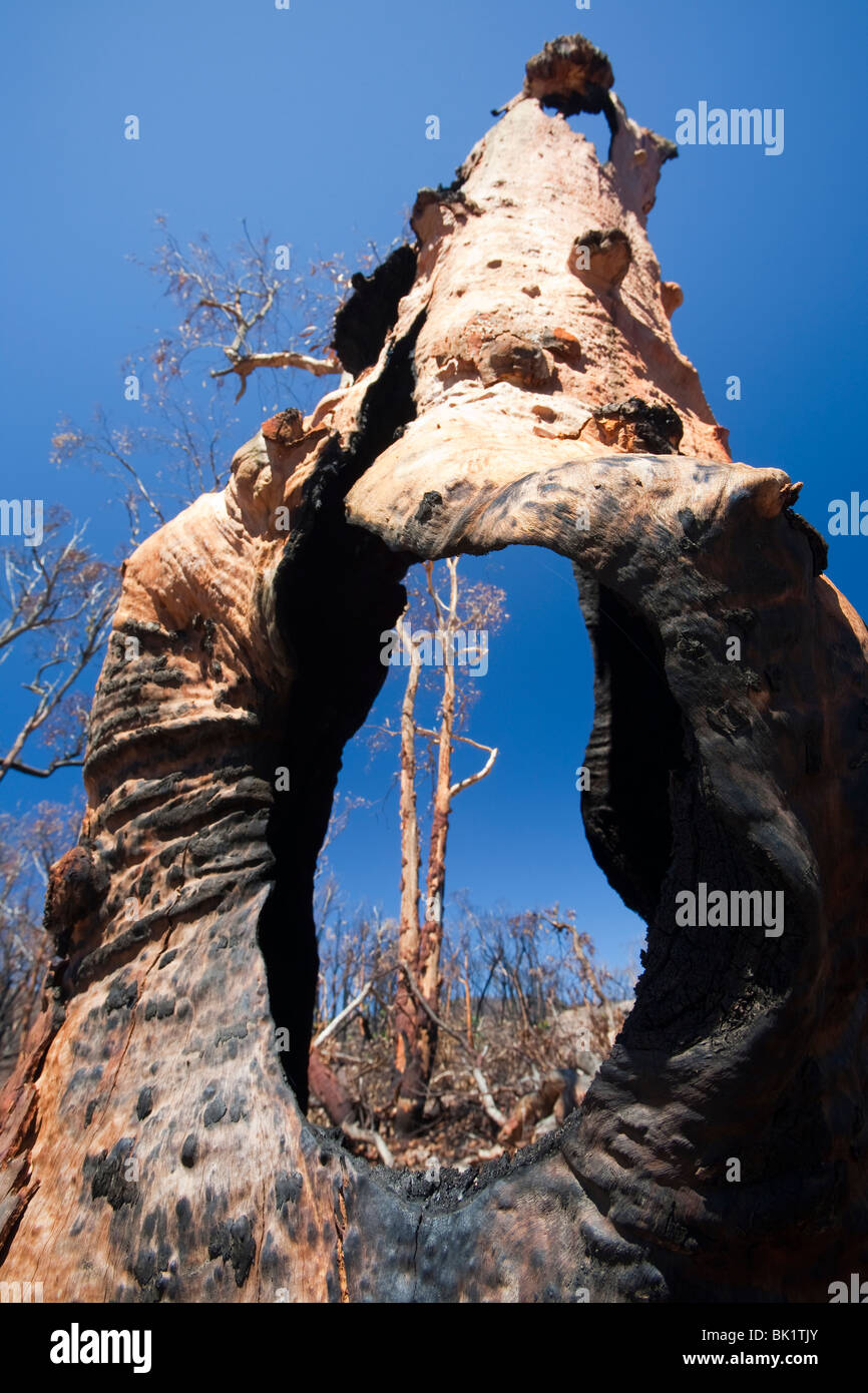 Bush destruction hi-res stock photography and images - Alamy