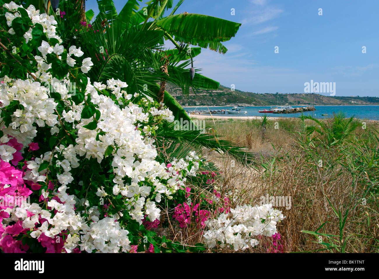 Flowering shrubs and palms, Katelios, Kefalonia, Greece Stock Photo - Alamy