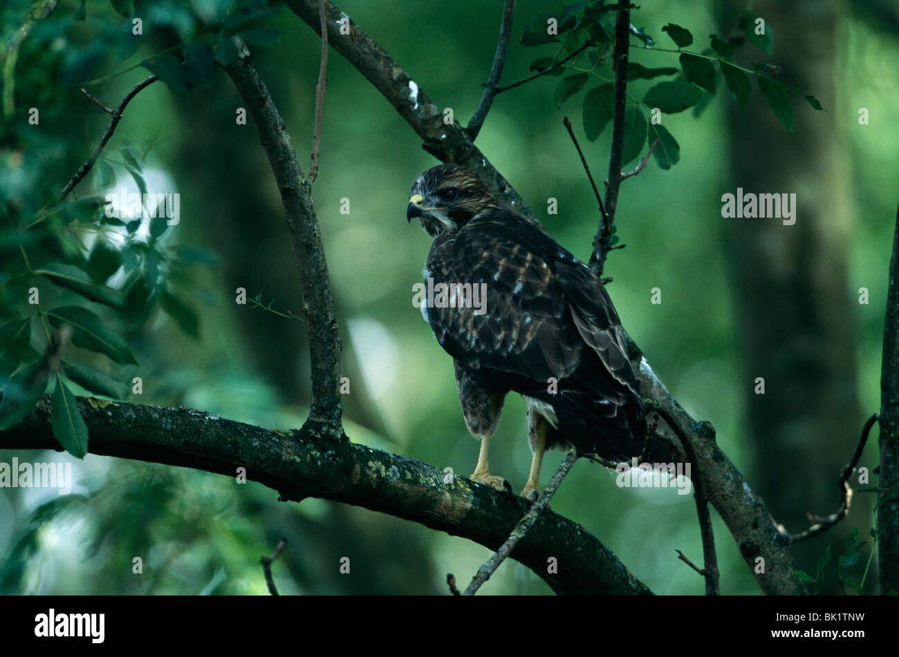 Buzzard perched in tree Stock Photo - Alamy