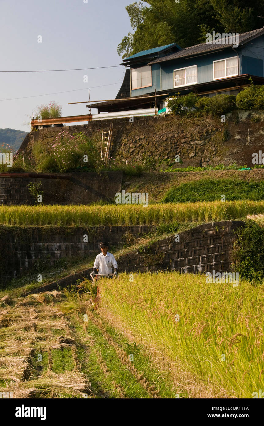 Man harvesting rice by machine in small terraced rice fields near Oita ...