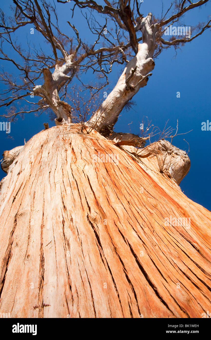 Trees killed by the ongoing drought in South East, Australia, near Lake ...