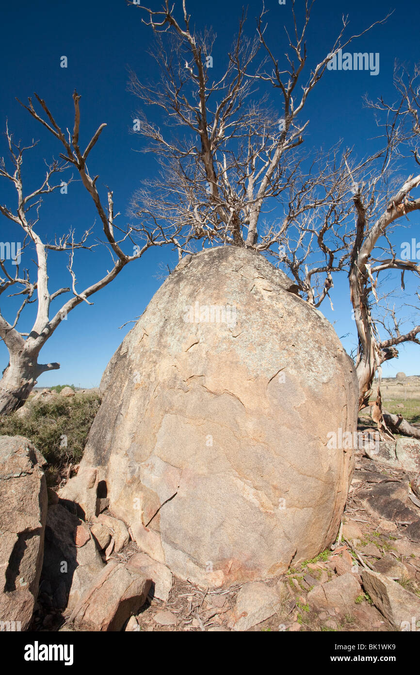 Trees killed by the ongoing drought in South East, Australia, near Lake ...