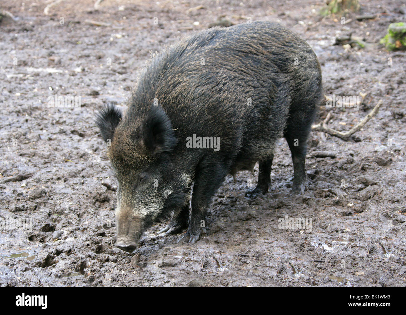 European Wild Boar Sow, Sus scrofa scrofa, Suidae Stock Photo - Alamy