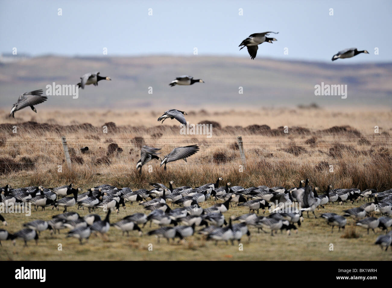 Barnacle geese islay hi-res stock photography and images - Alamy